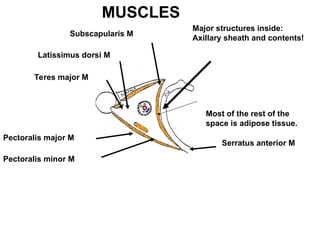 4-AXILLA.ppt anatomy of the axillary region | PPT