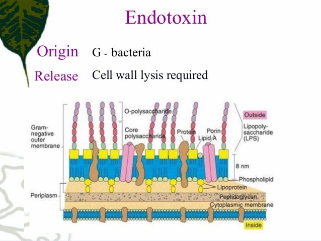 4 bacterial infection and pathogenesis