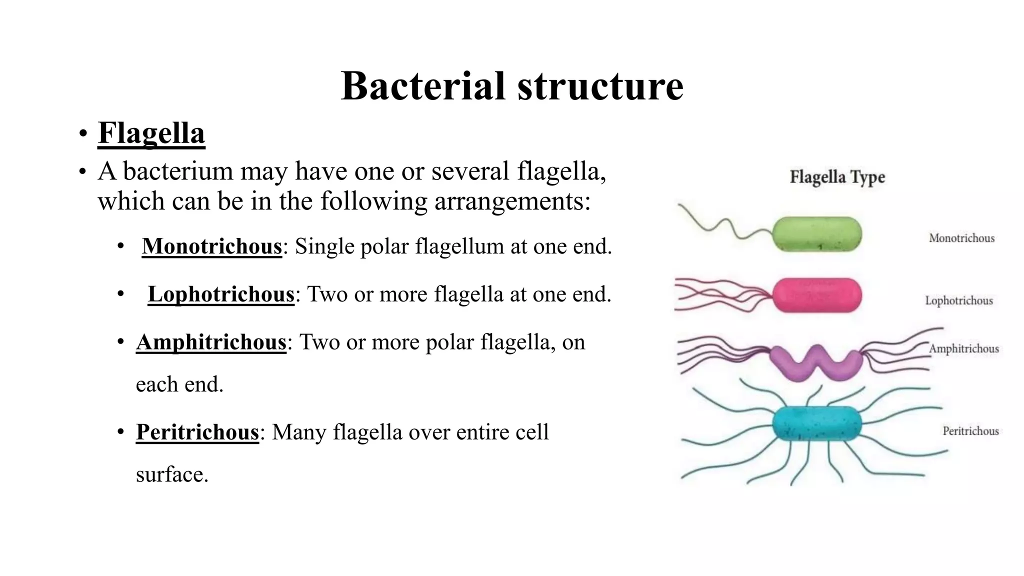 Bacteria morphology and Classification | PPTX