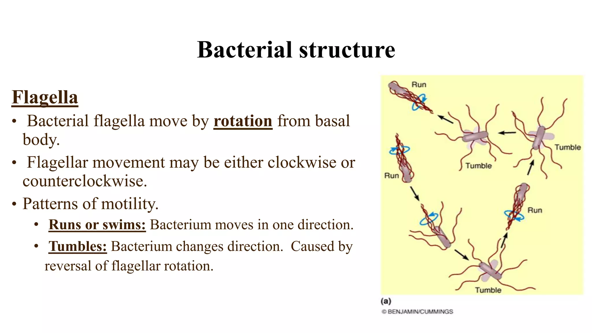 Bacteria morphology and Classification | PPTX