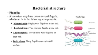 Bacteria morphology and Classification | PPTX
