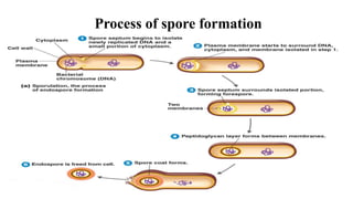 Bacteria morphology and Classification | PPTX
