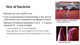 Bacteria morphology and Classification | PPTX