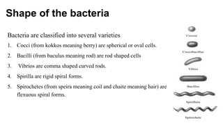 Bacteria morphology and Classification | PPTX
