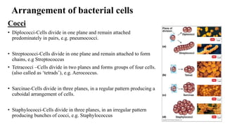 Bacteria morphology and Classification | PPTX
