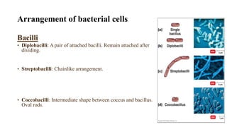 Bacteria morphology and Classification | PPTX