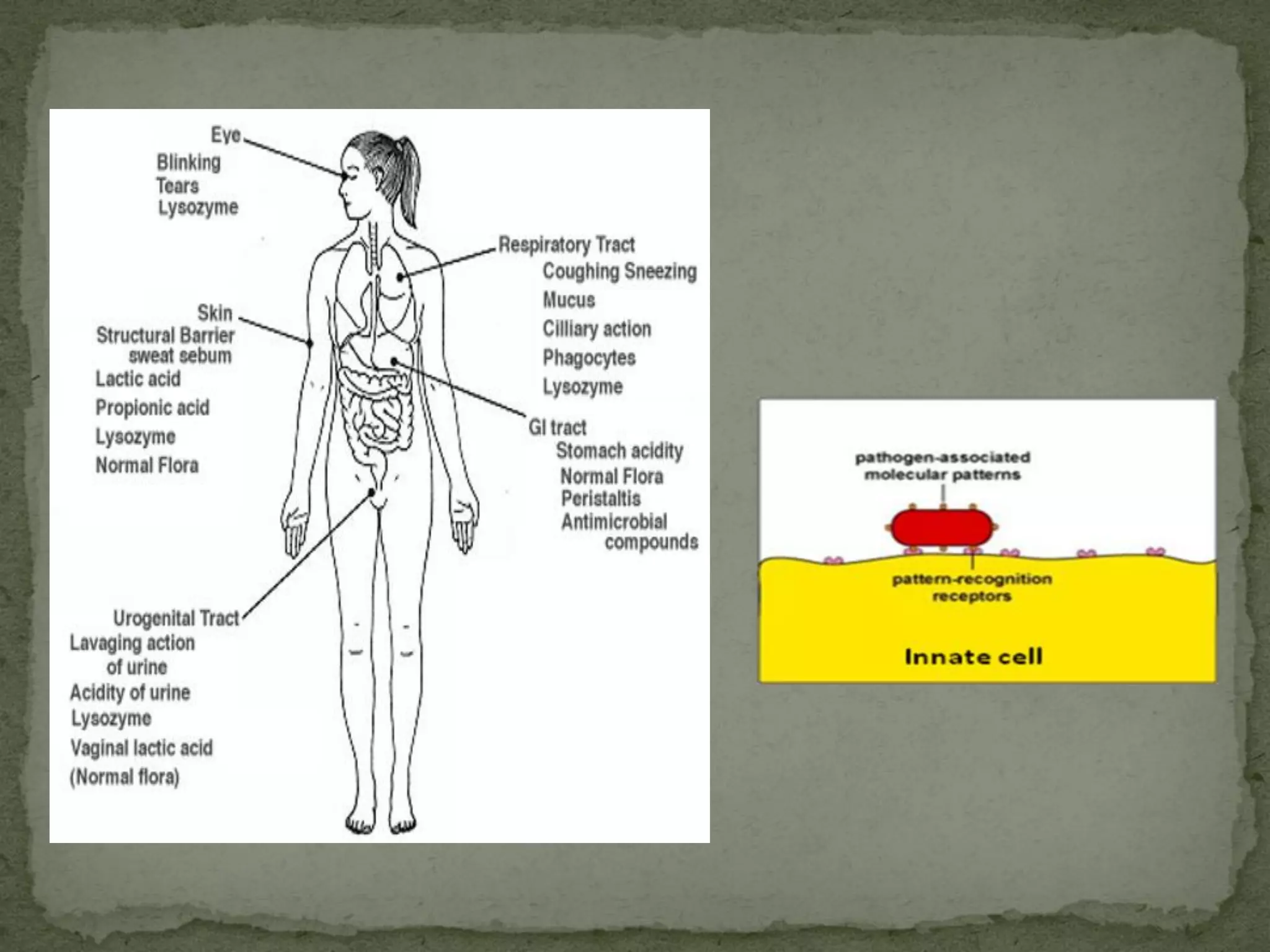 4 basic-immunology | PDF