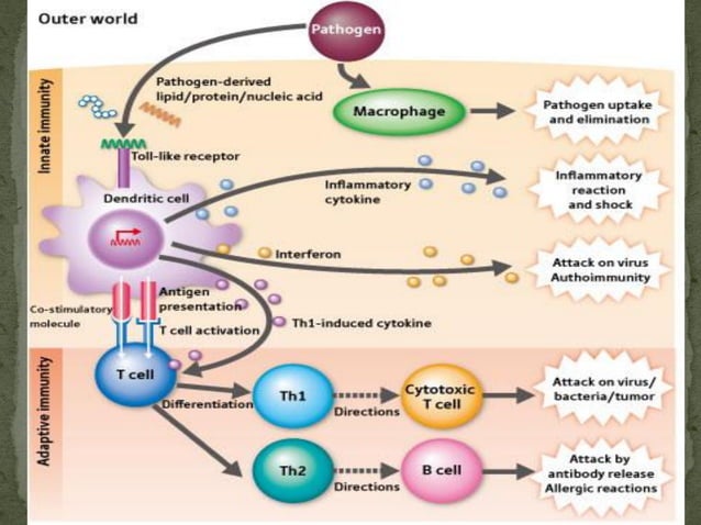 4 basic-immunology | PPT