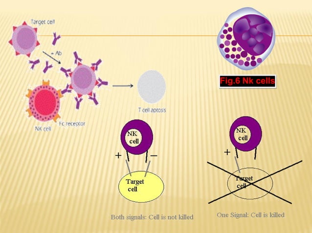4 basic-immunology | PPT