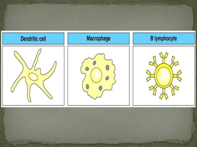 4 basic-immunology | PPT