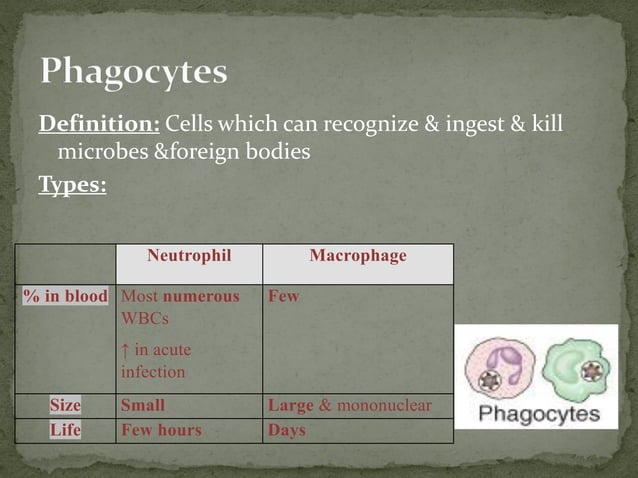 4 basic-immunology | PPT