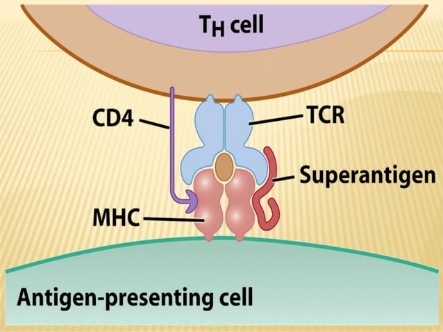 4 basic-immunology | PPT