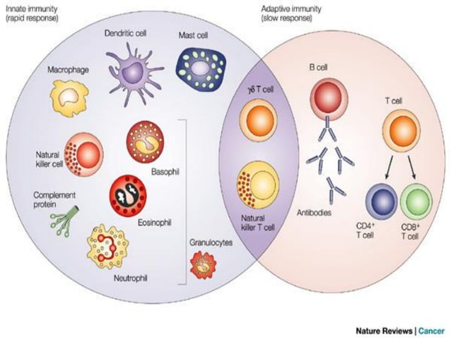 4 basic-immunology | PPT