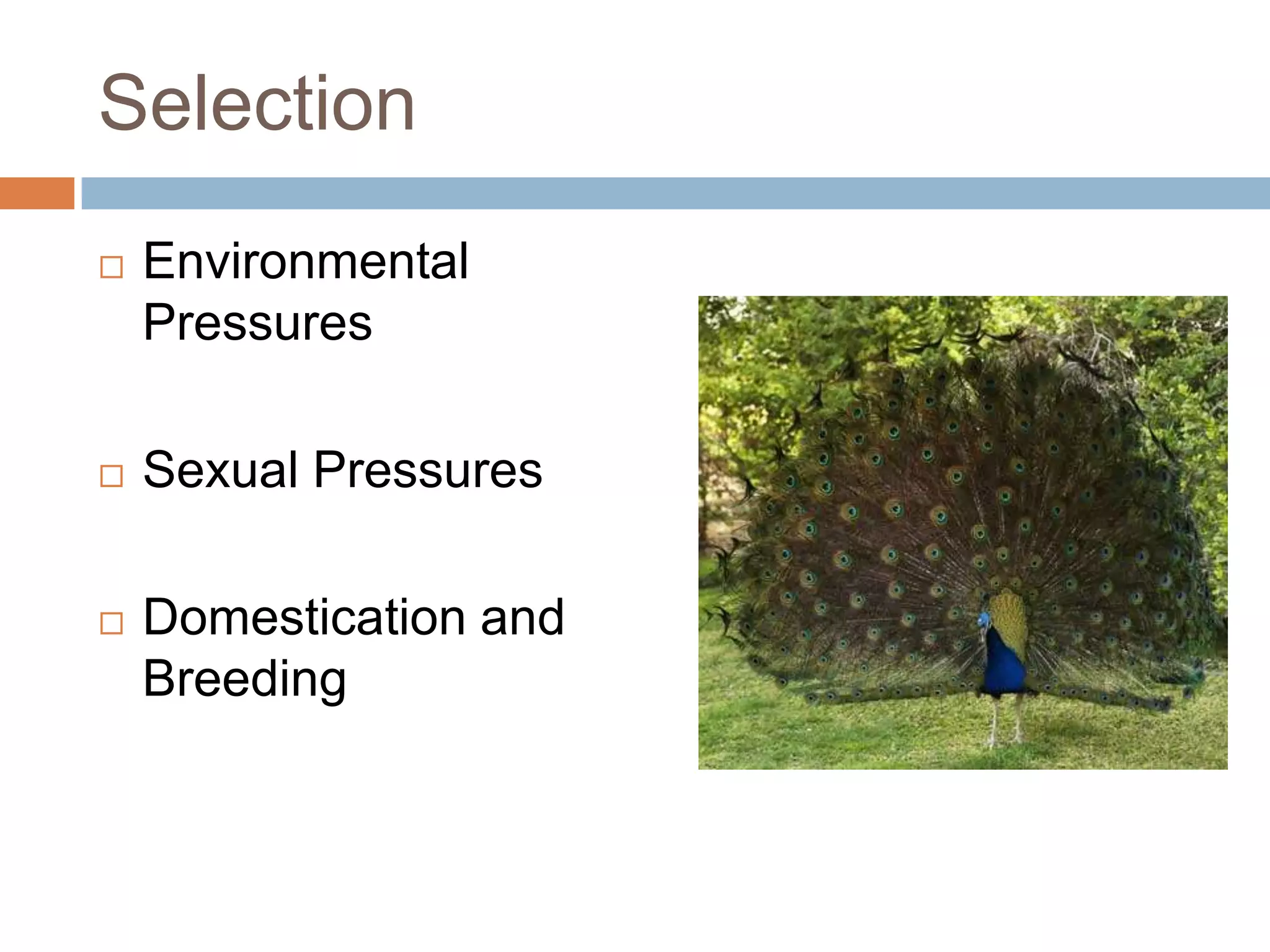 4 behavioral genetics and evolutionary psychology | PPT