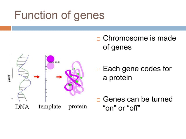 4 behavioral genetics and evolutionary psychology | PPT