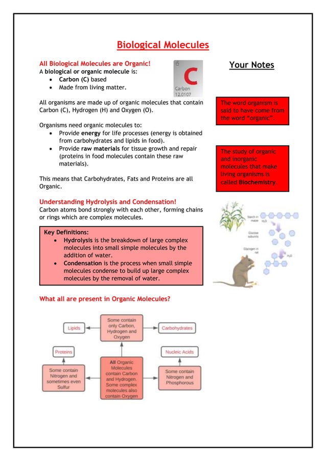 4 - Biological Molecules.docx