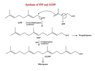 4-Biosynthesis of Terp-Steroid.pdf