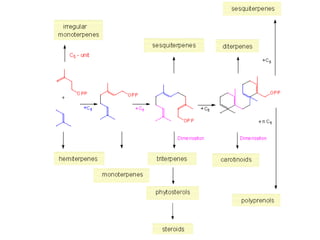 4-Biosynthesis of Terp-Steroid.pdf