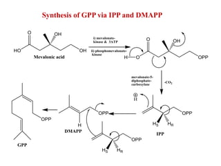4-Biosynthesis of Terp-Steroid.pdf