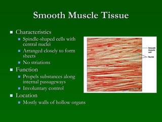 Histology of Bone Tissue, muscle Tissue, Bloood Tissue, nervous Tissue ...