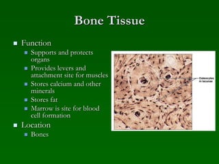 Histology of Bone Tissue, muscle Tissue, Bloood Tissue, nervous Tissue ...