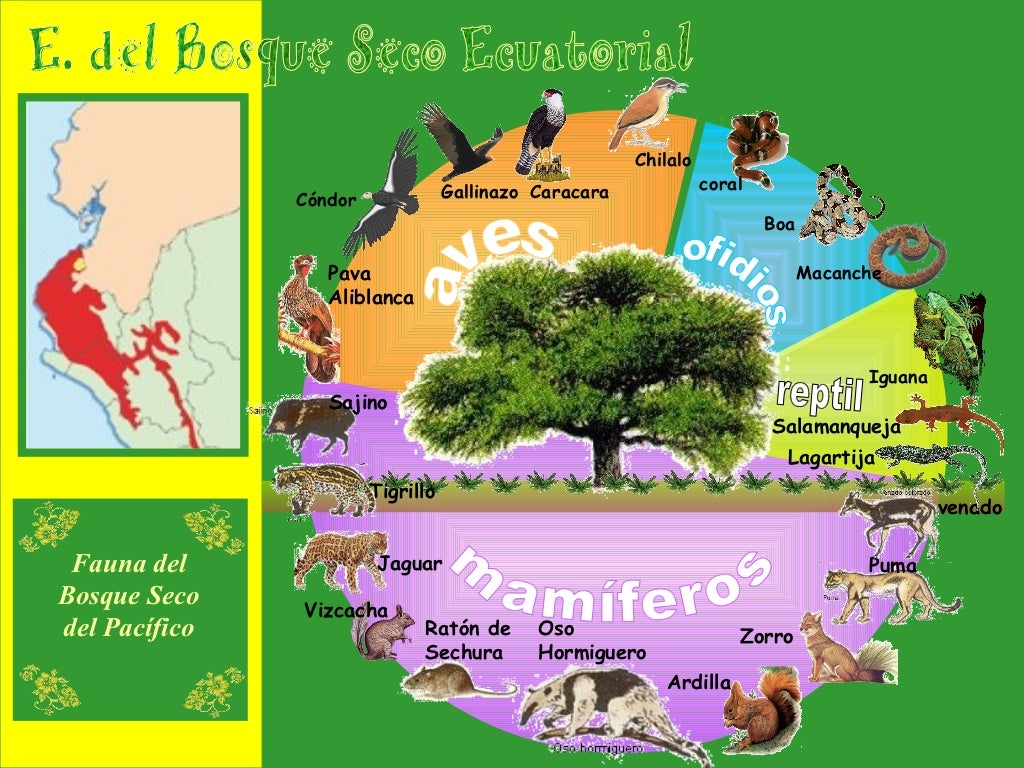 Bosque Seco Ecuatorial