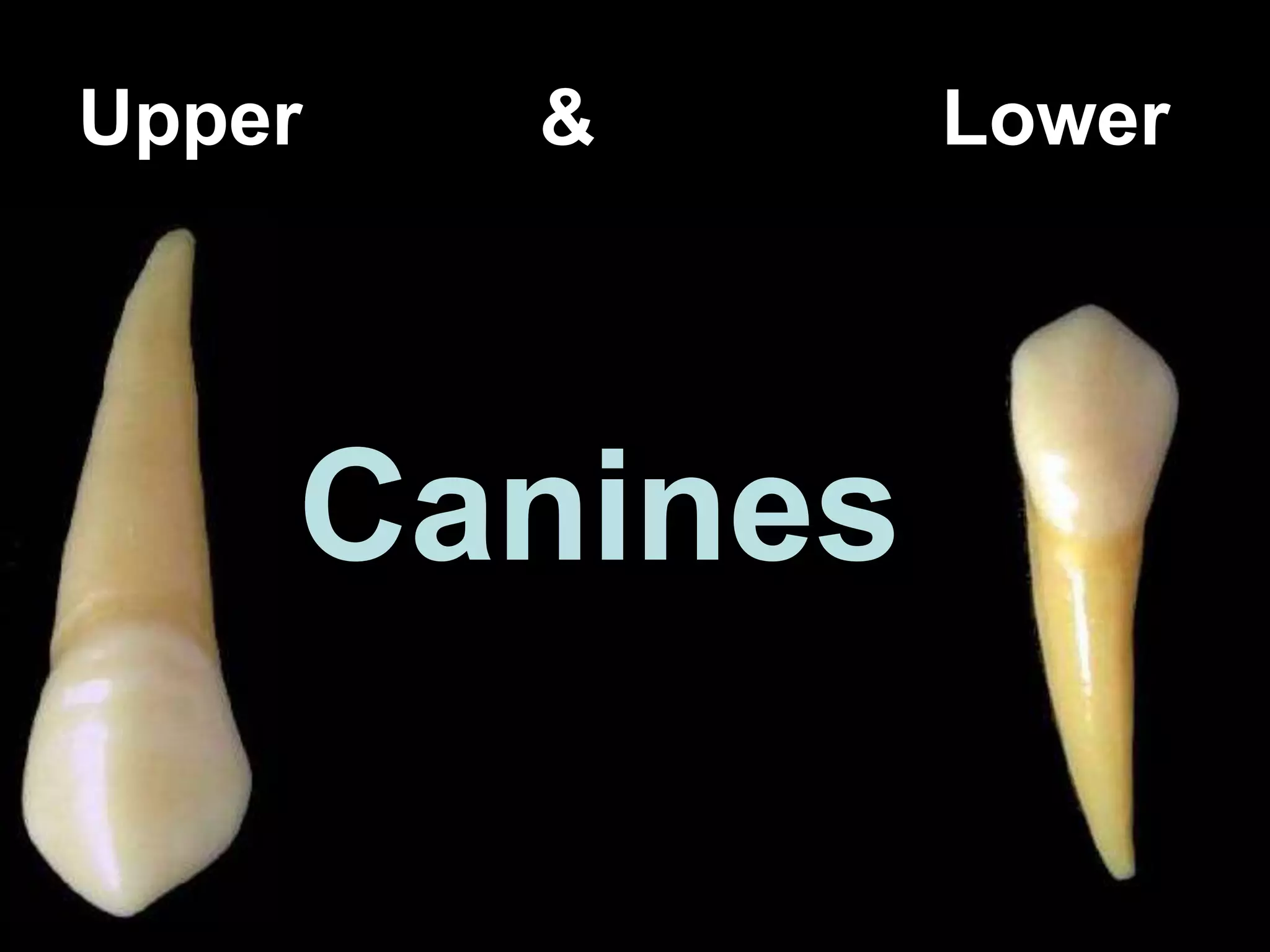 canines | PPTX