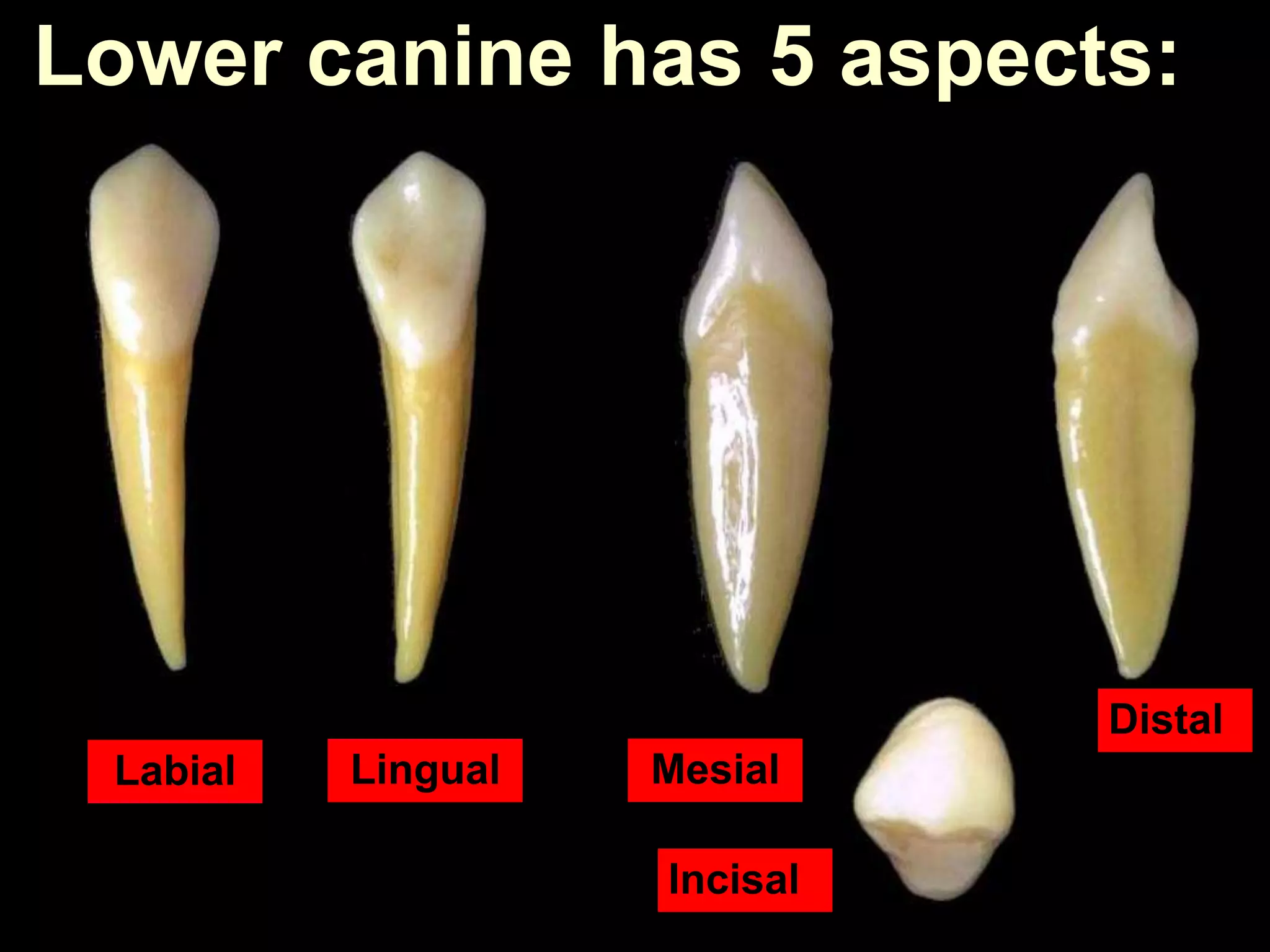 canines | PPTX
