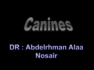 canines | PPTX