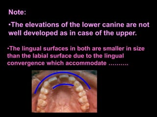 canines | PPTX