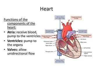 4-lecture cardiovascular Pharmacy 2024.pptx