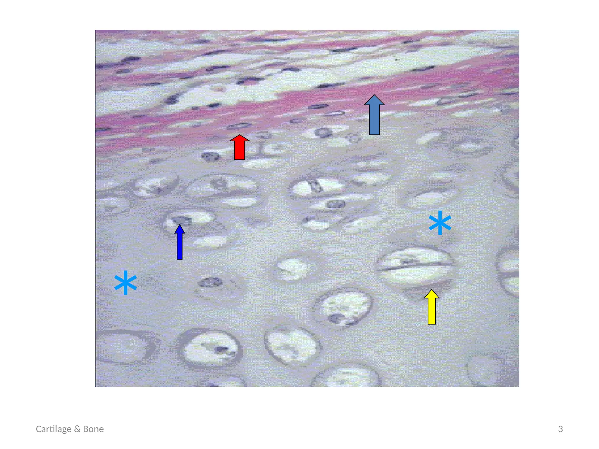 4- cartilage 2016.Histology (Histology slides) | PPTX