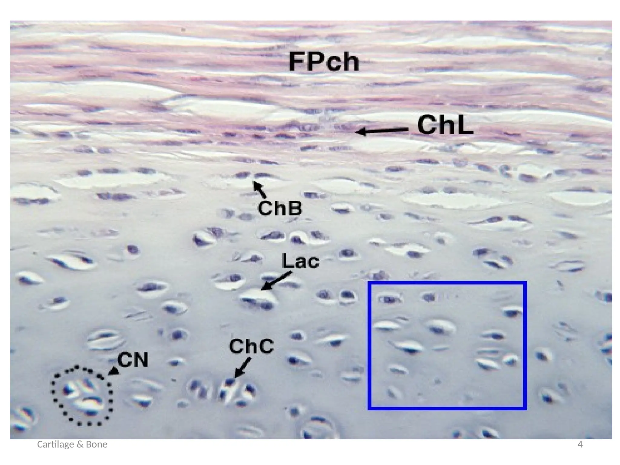 4- cartilage 2016.Histology (Histology slides) | PPTX