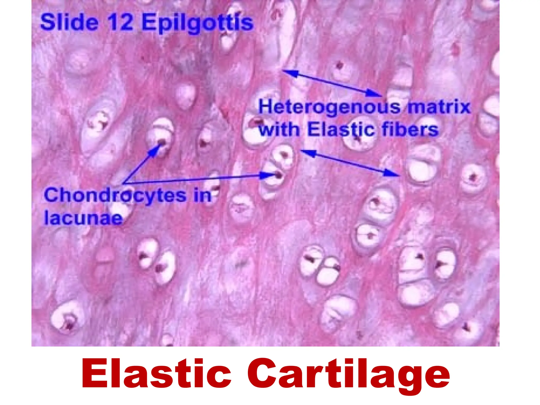 4- cartilage 2016.Histology (Histology slides) | PPTX