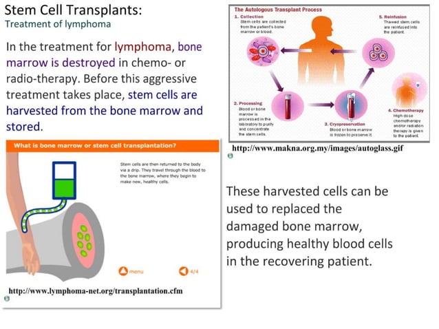4 cell-theory- | PPT