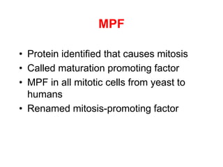 4-cell_cycle.ppt ...
