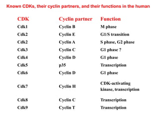4-cell_cycle.ppt ...