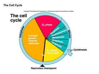 4-cell_cycle.ppt ...