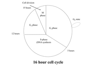4-cell_cycle.ppt............................................................ | PPT