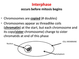 4-cell_cycle.ppt ...