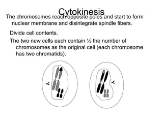 4. cell division | PPT | Needlework | Arts and Crafts