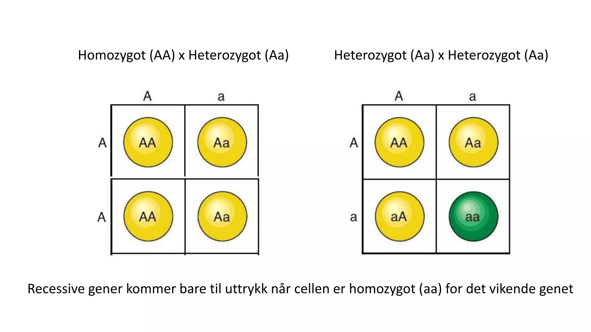 4 celledeling og krysninger, Kap 1 i Tellus 10, Aschehoug | PPTX
