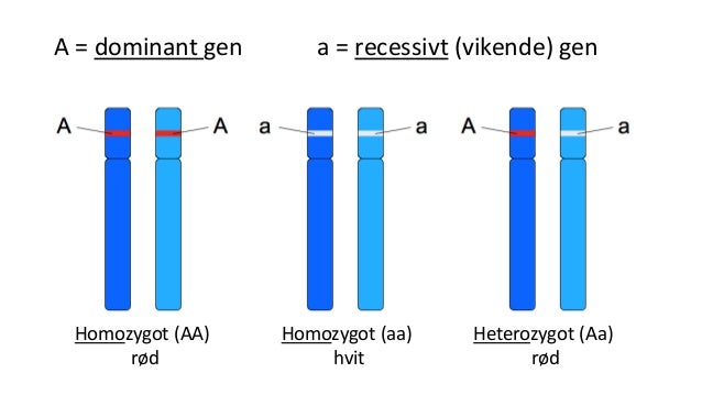 4 celledeling og krysninger, Kap 1 i Tellus 10, Aschehoug