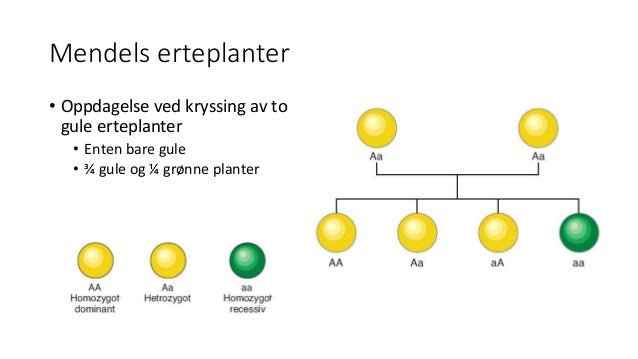 4 celledeling og krysninger, Kap 1 i Tellus 10, Aschehoug