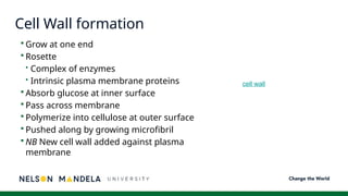 4 - Cell membranes and cell walls_e04530ac84b0b090b62cfb440aba302d.pptx