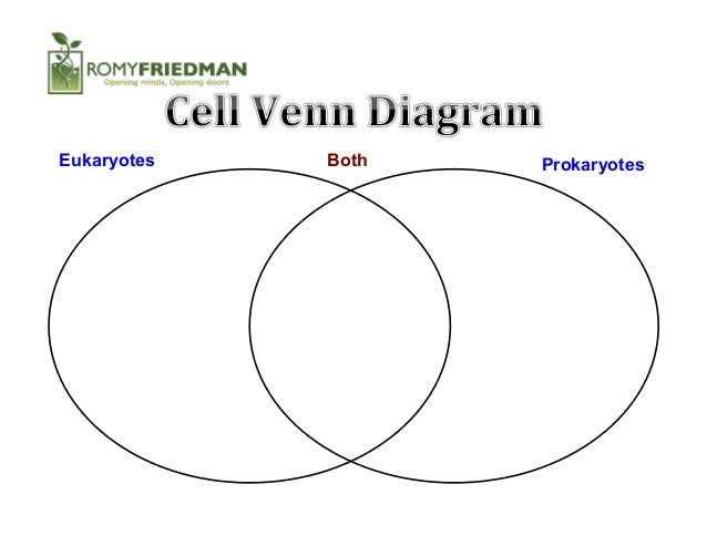 Prokaryotic And Eukaryotic Venn Diagram