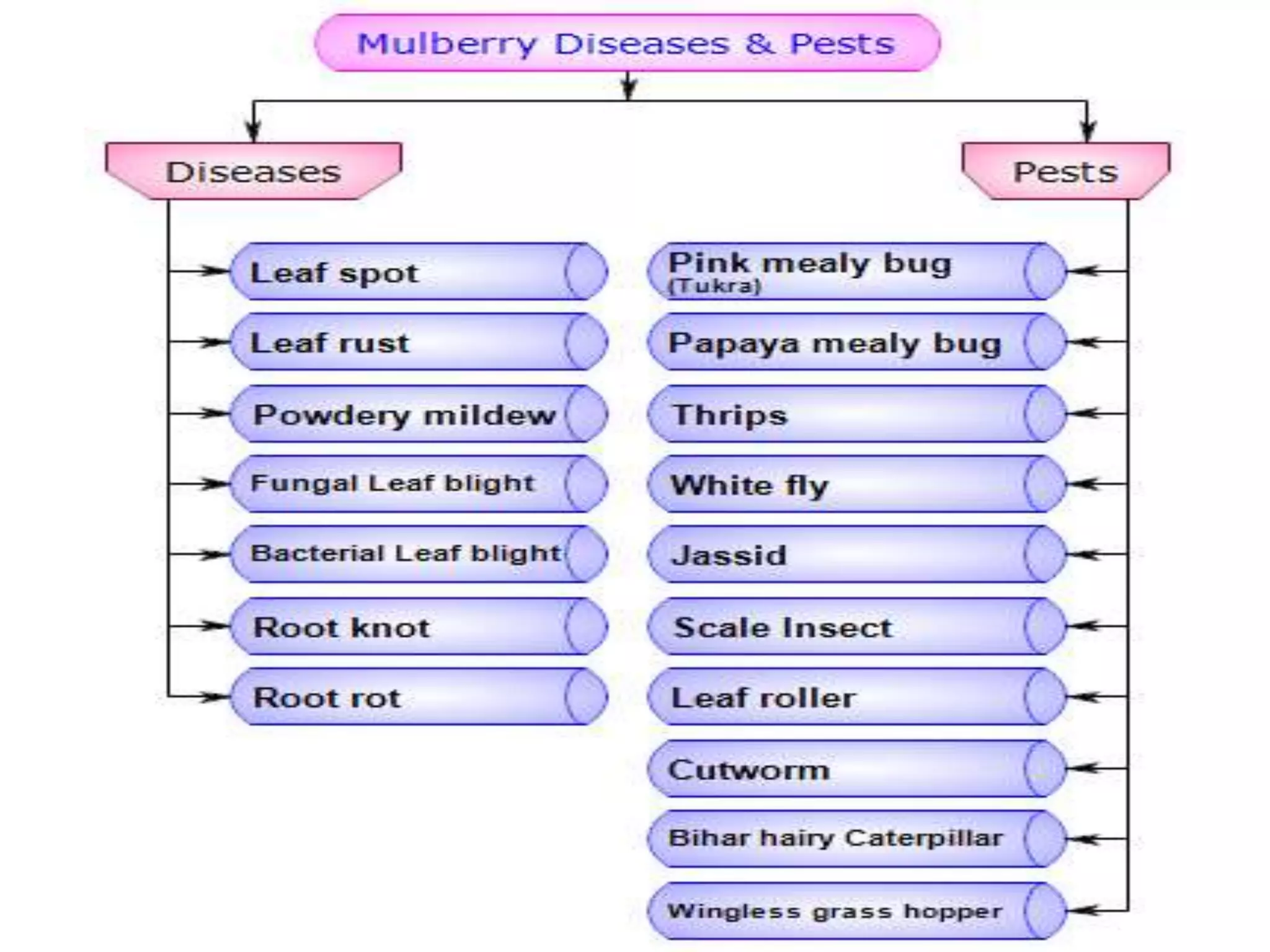 4 chapter pests of mulberry and their management | PPTX