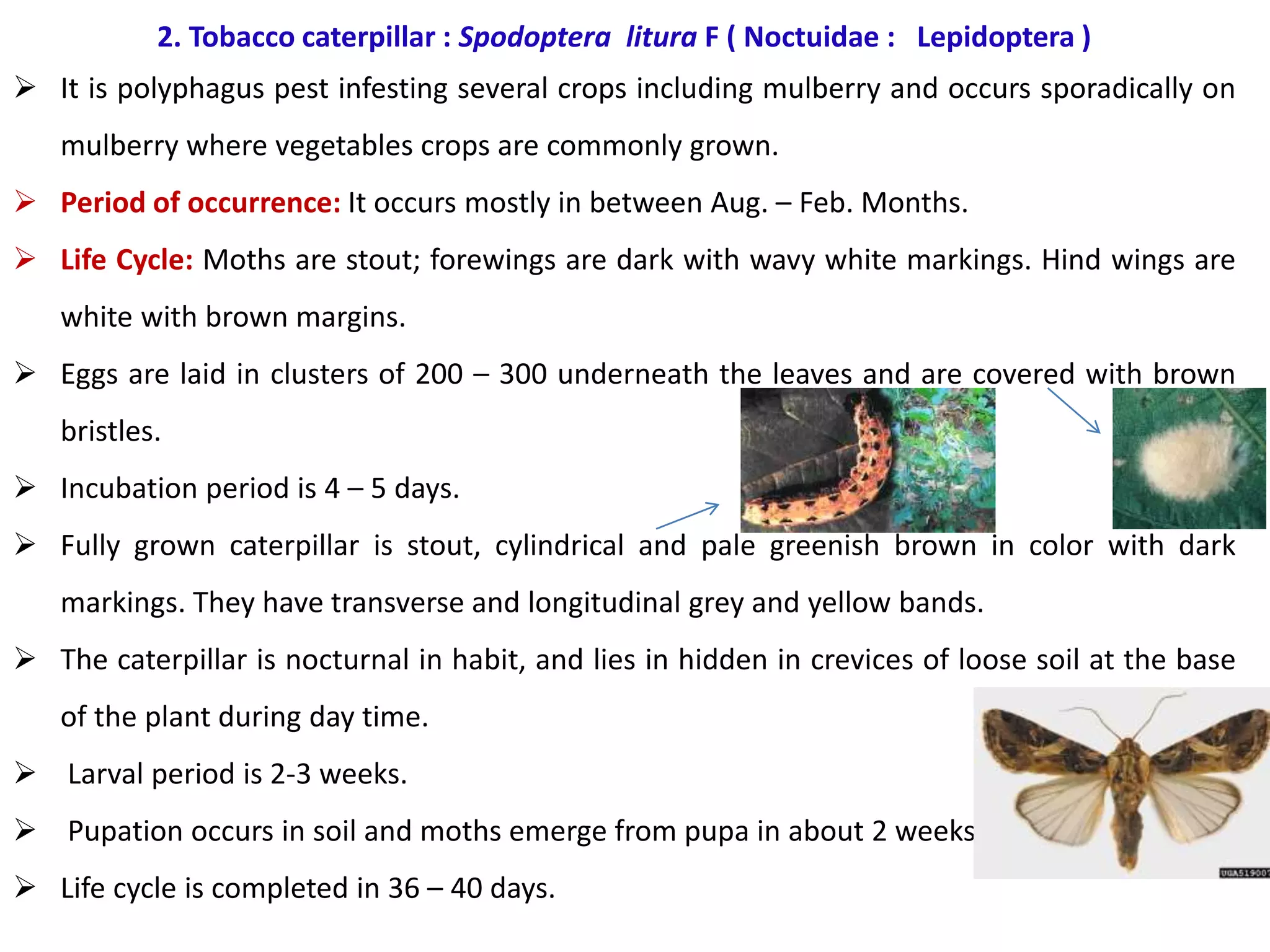 4 chapter pests of mulberry and their management | PPTX