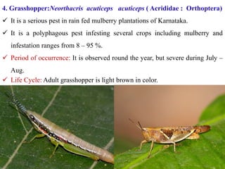 4 chapter pests of mulberry and their management | PPTX