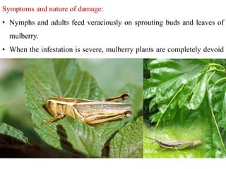 4 chapter pests of mulberry and their management | PPTX